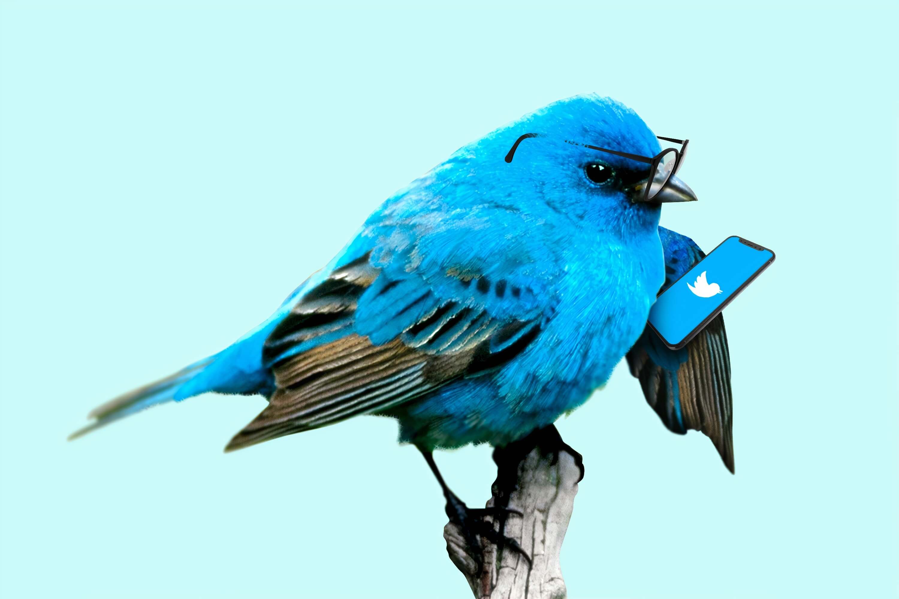 Twitter Bot Checker App Powered By Botometer Databentobox
